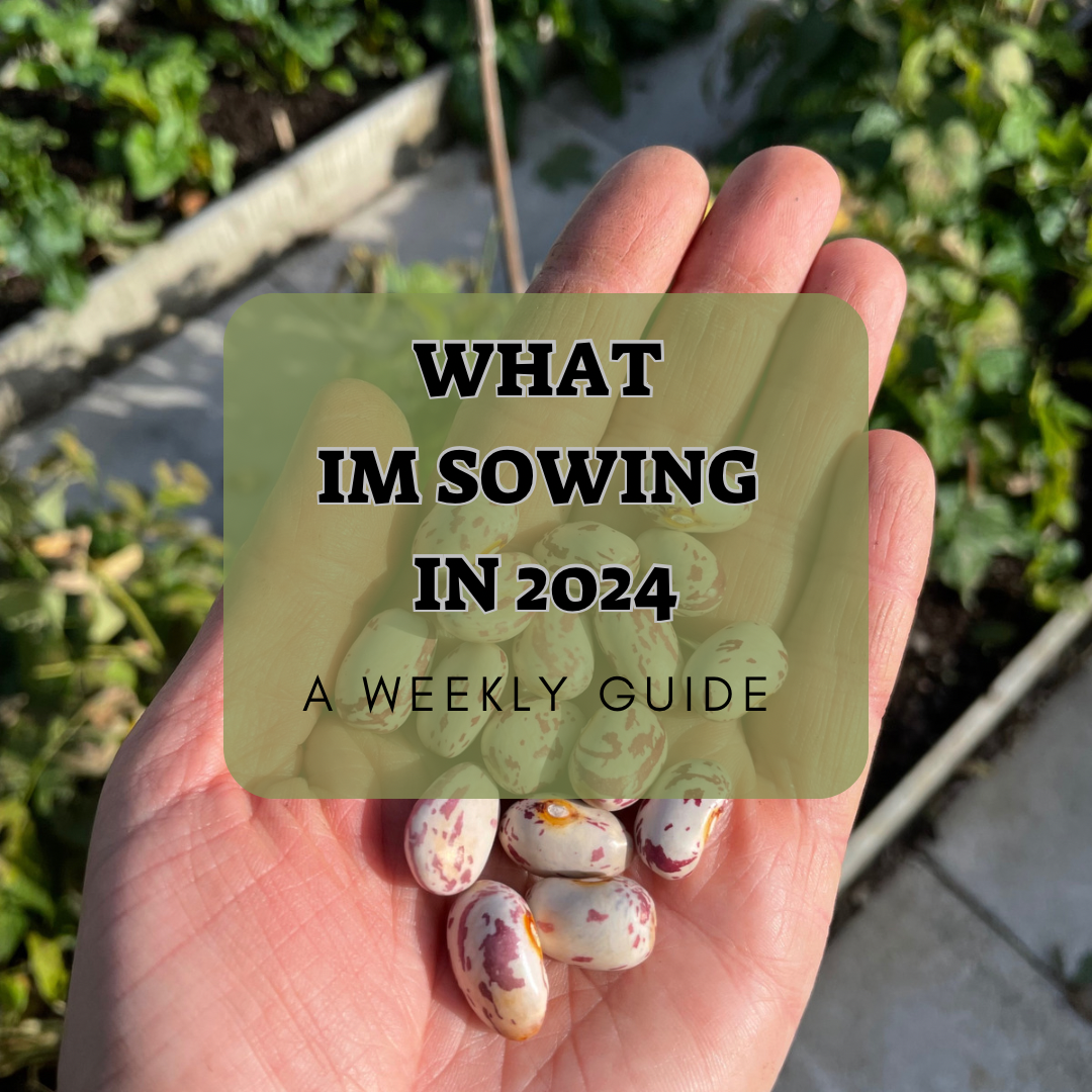 2024 Sowing Diary – Steph’s Allotment